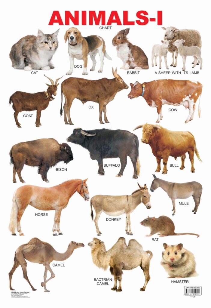 Primary School Educational Charts For Kids | Best Poster for Kids Education