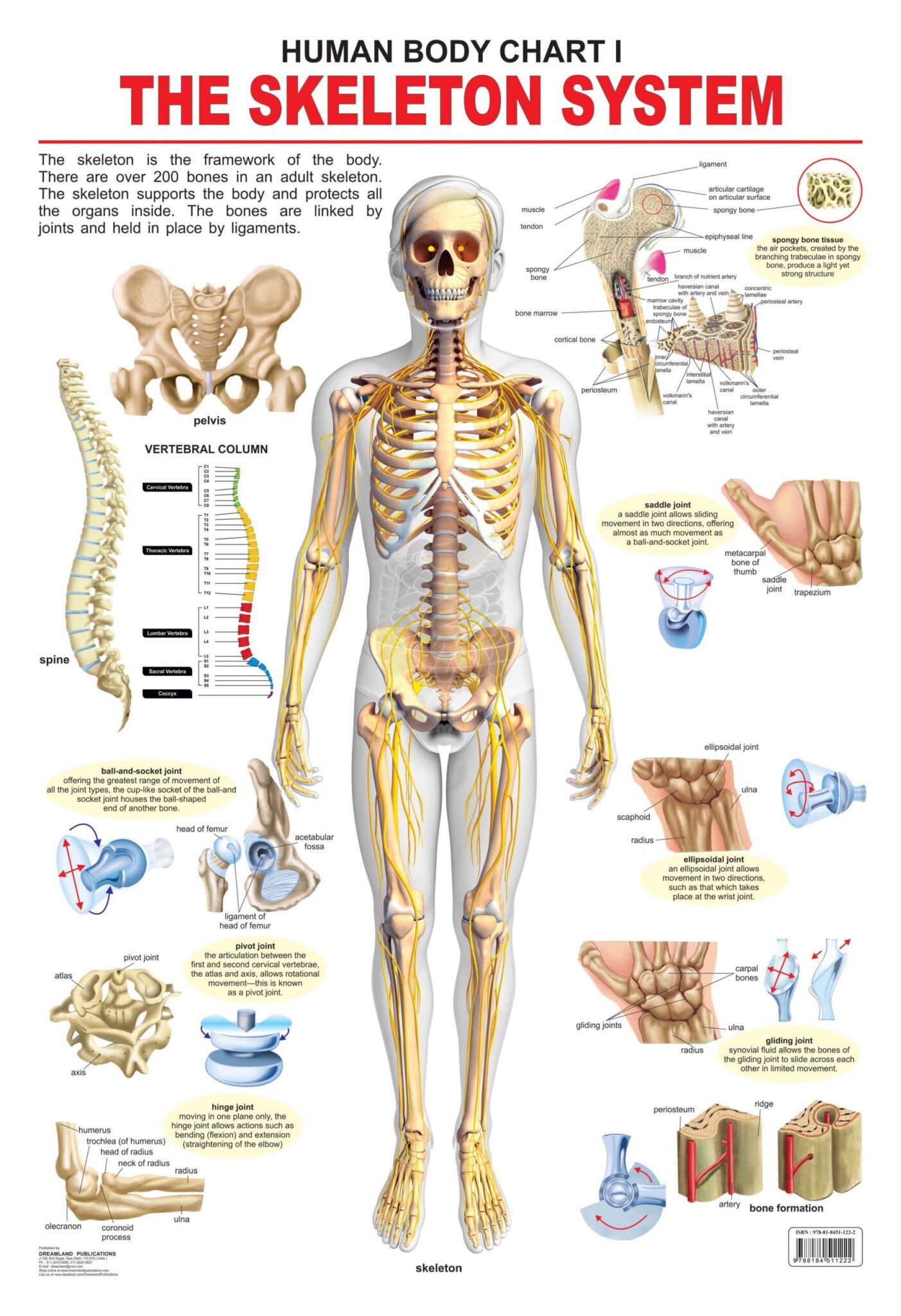 The Human Body Chart