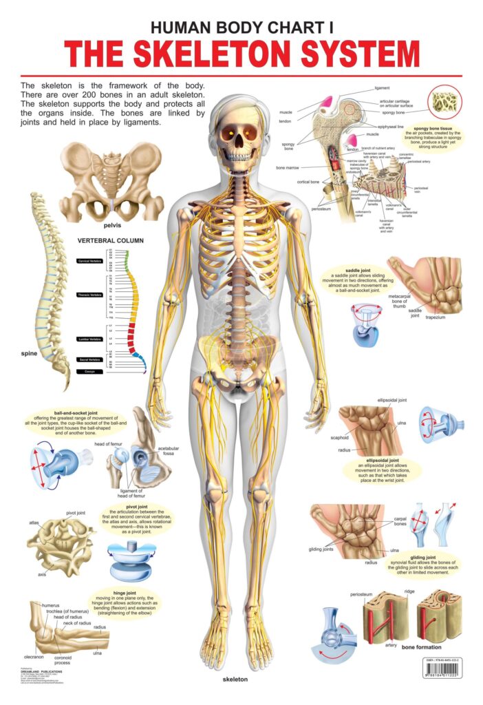 The Human Body Chart