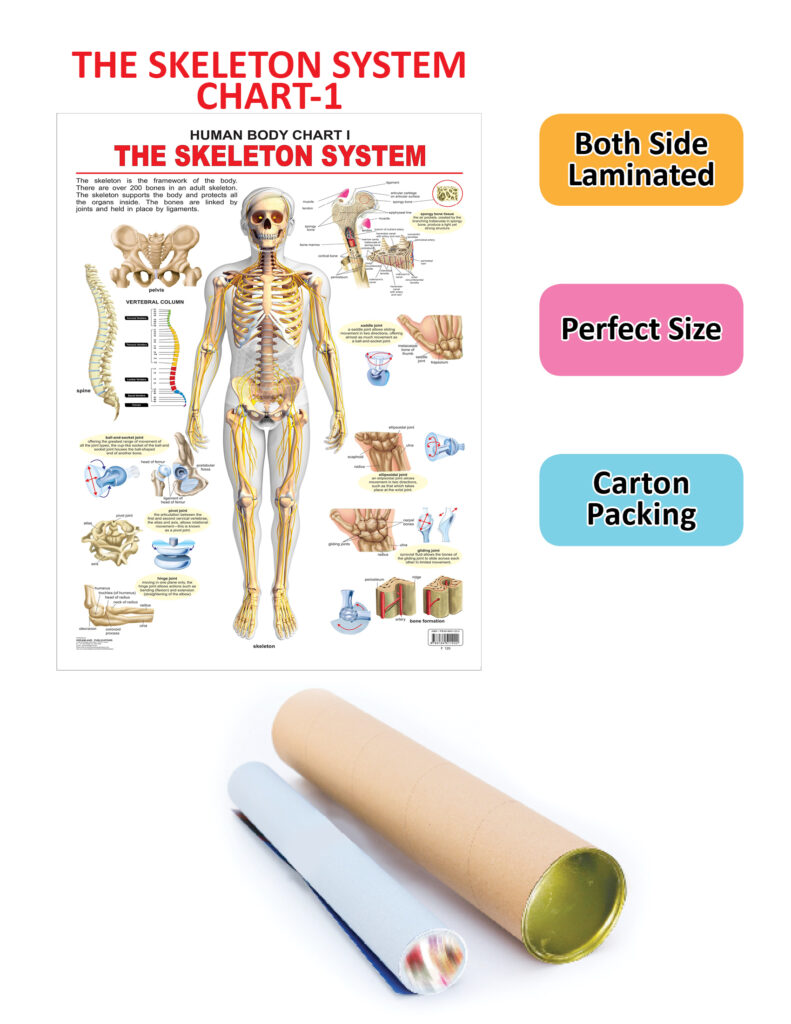 The Skeletal System
