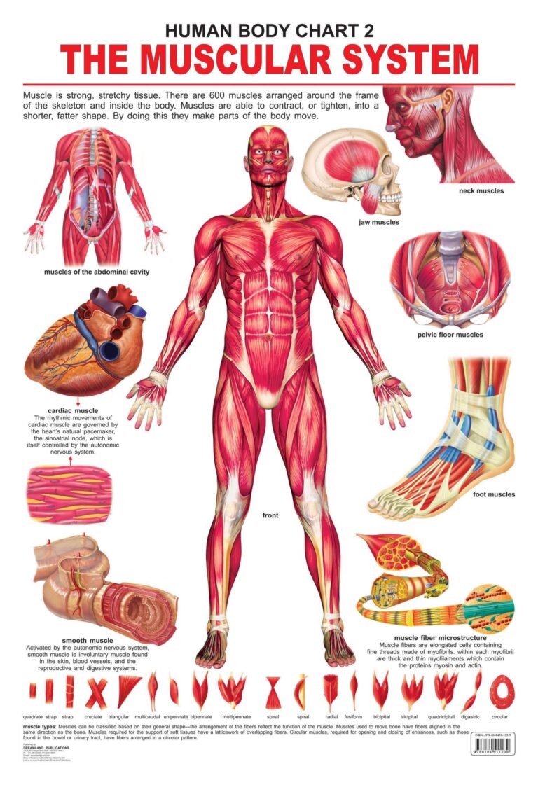 The Human Body Chart
