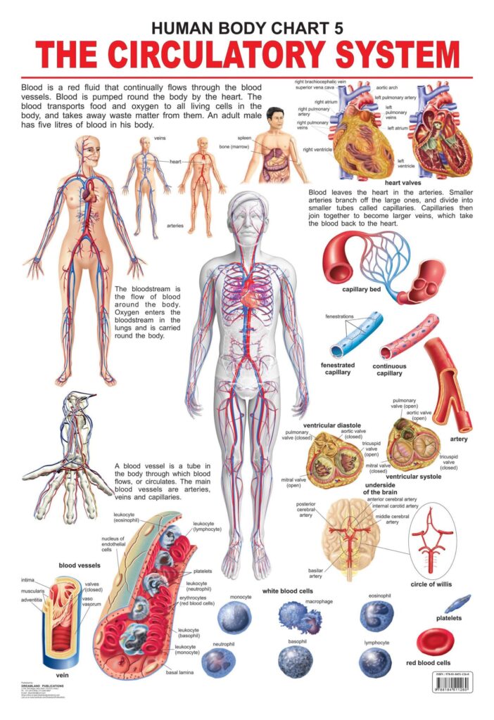 The Human Body Chart