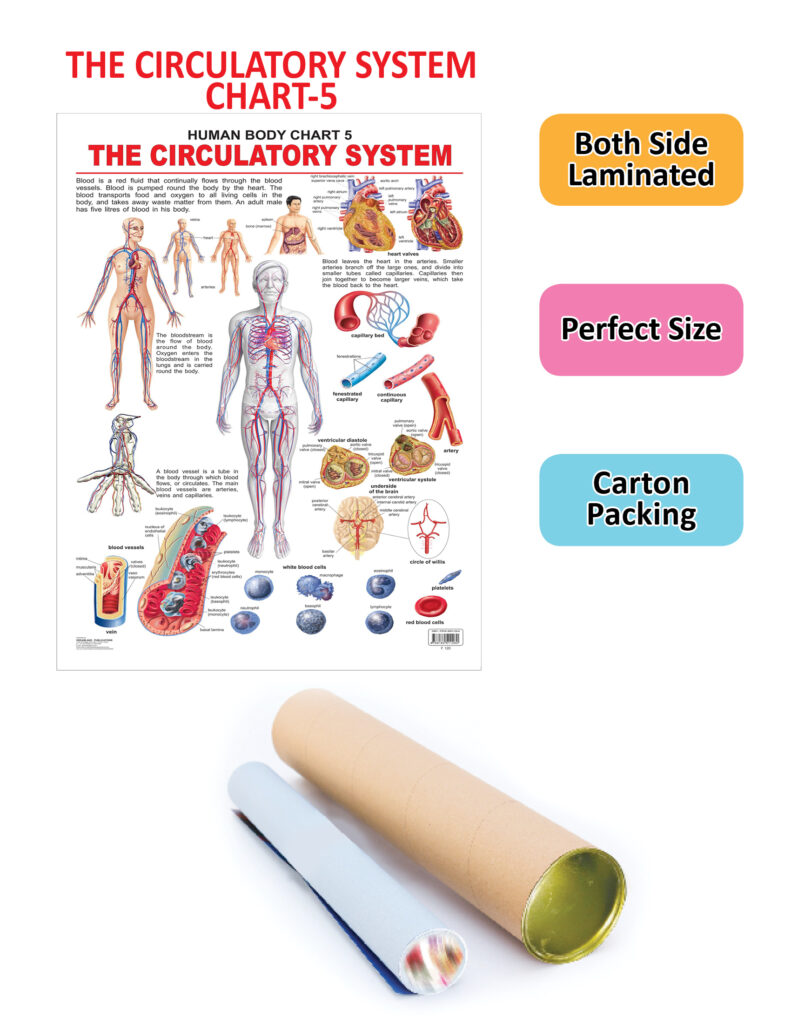 The Circulatory System