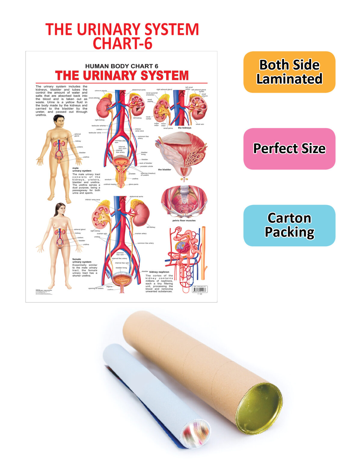 The Urinary System