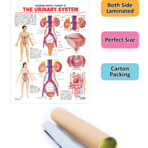 The Urinary System