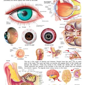 The Eye & the Ear