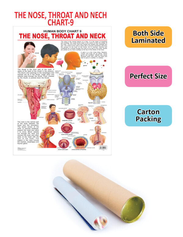 The Nose, Throat & Neck