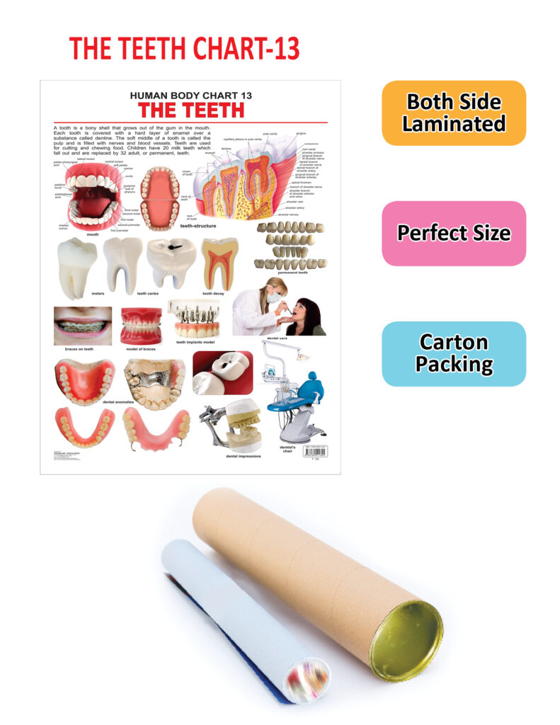 The Teeth