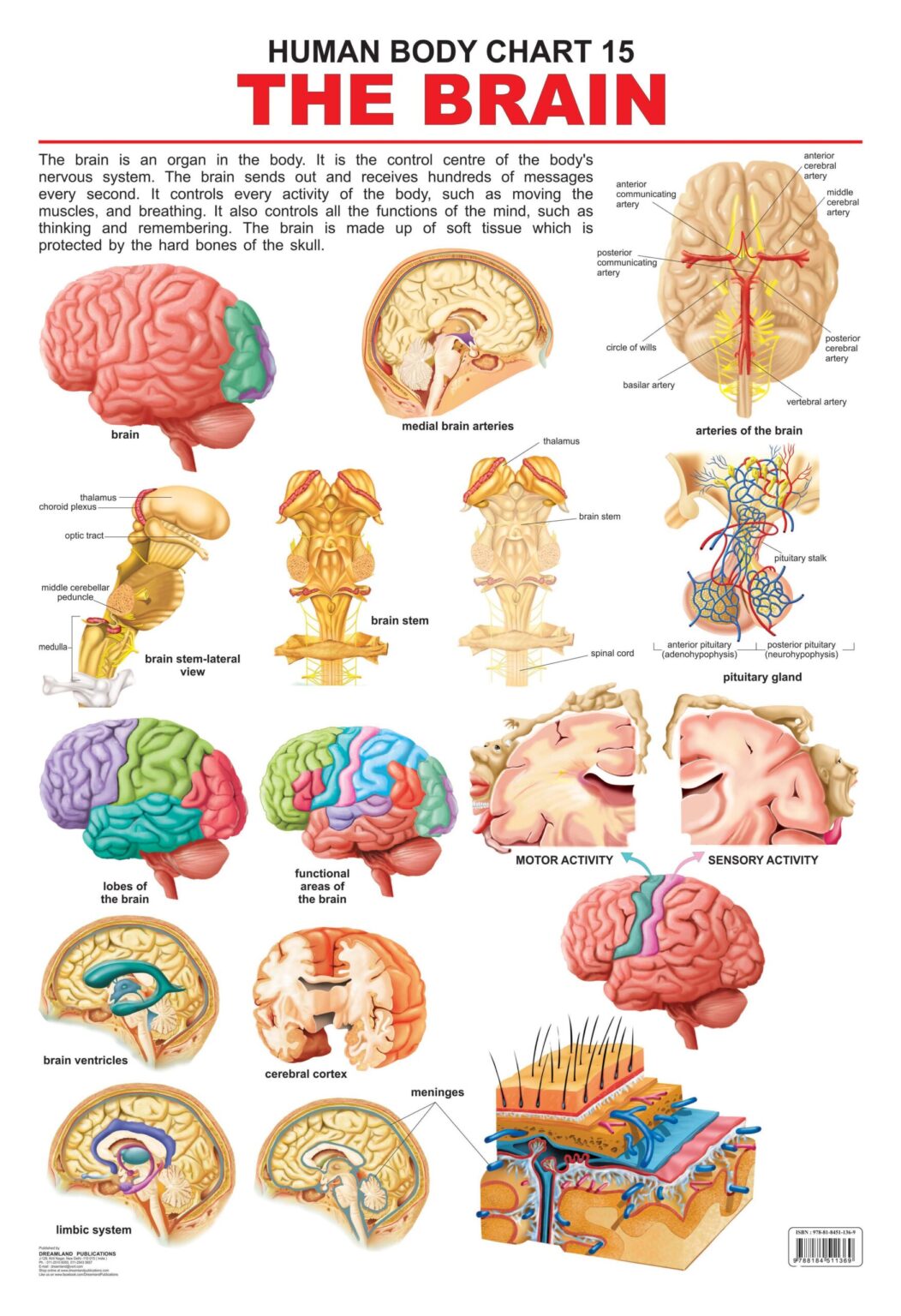 The Brain