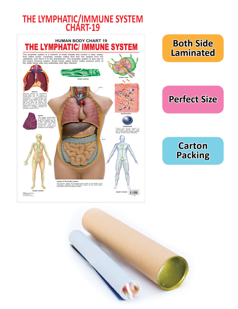 The Lymphatic/Immune System