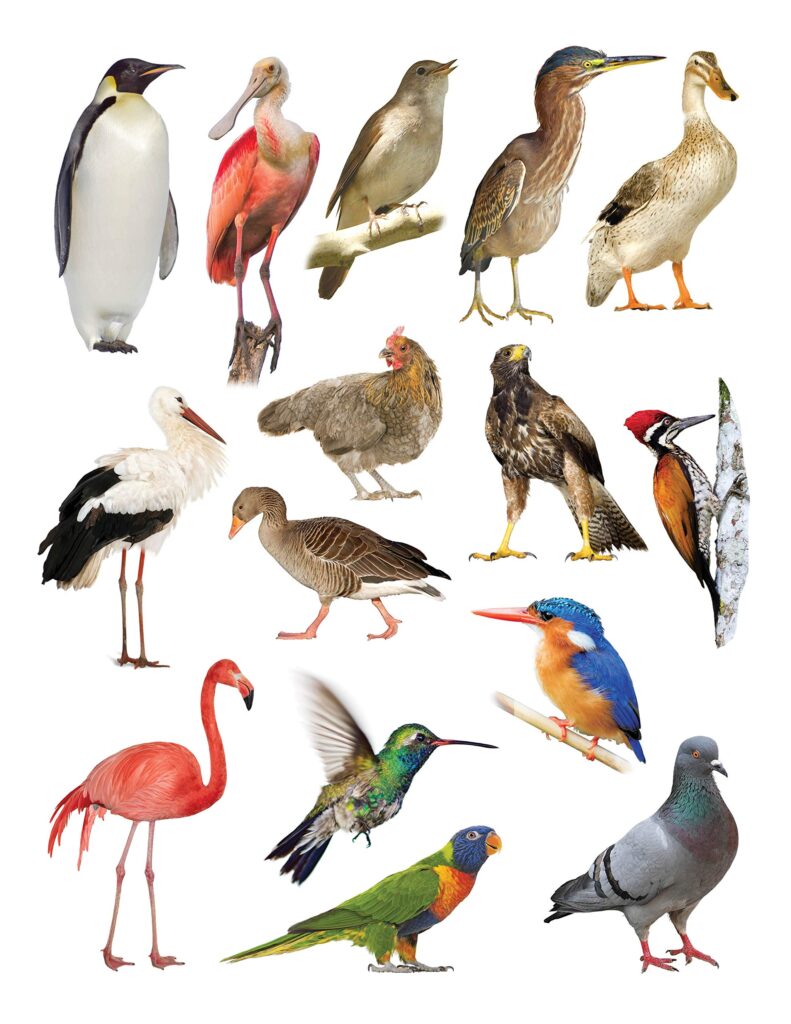 Birds - Play With Sticker