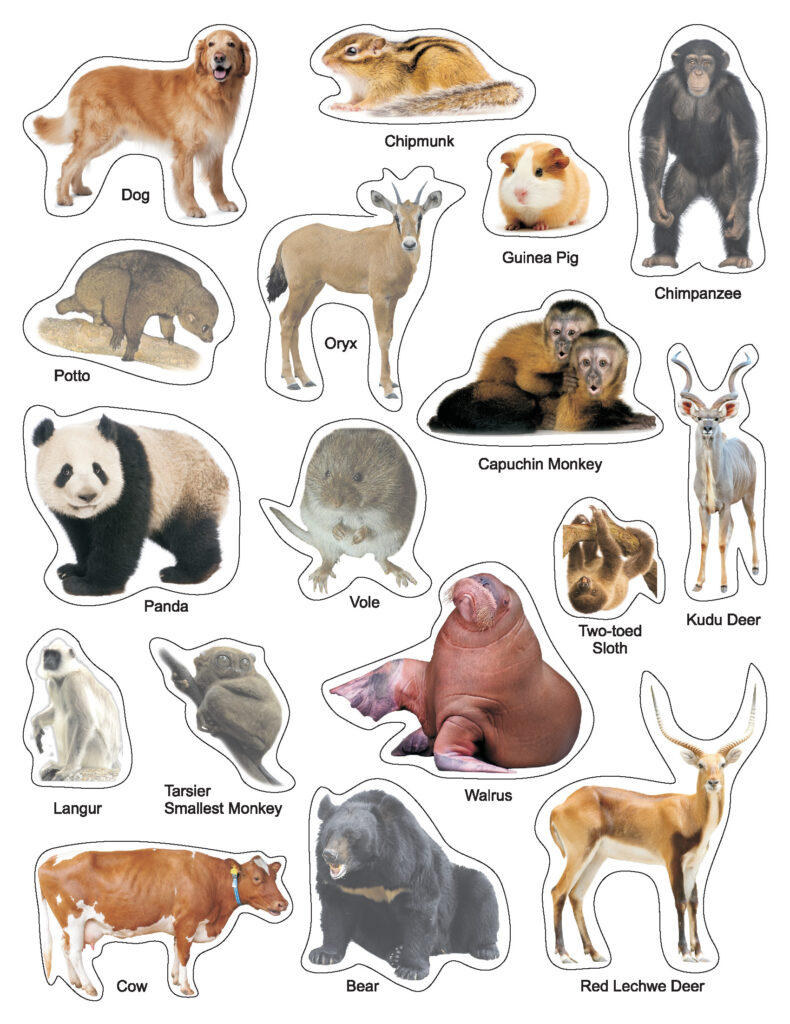 Play with Stickers - 6 Books Pack