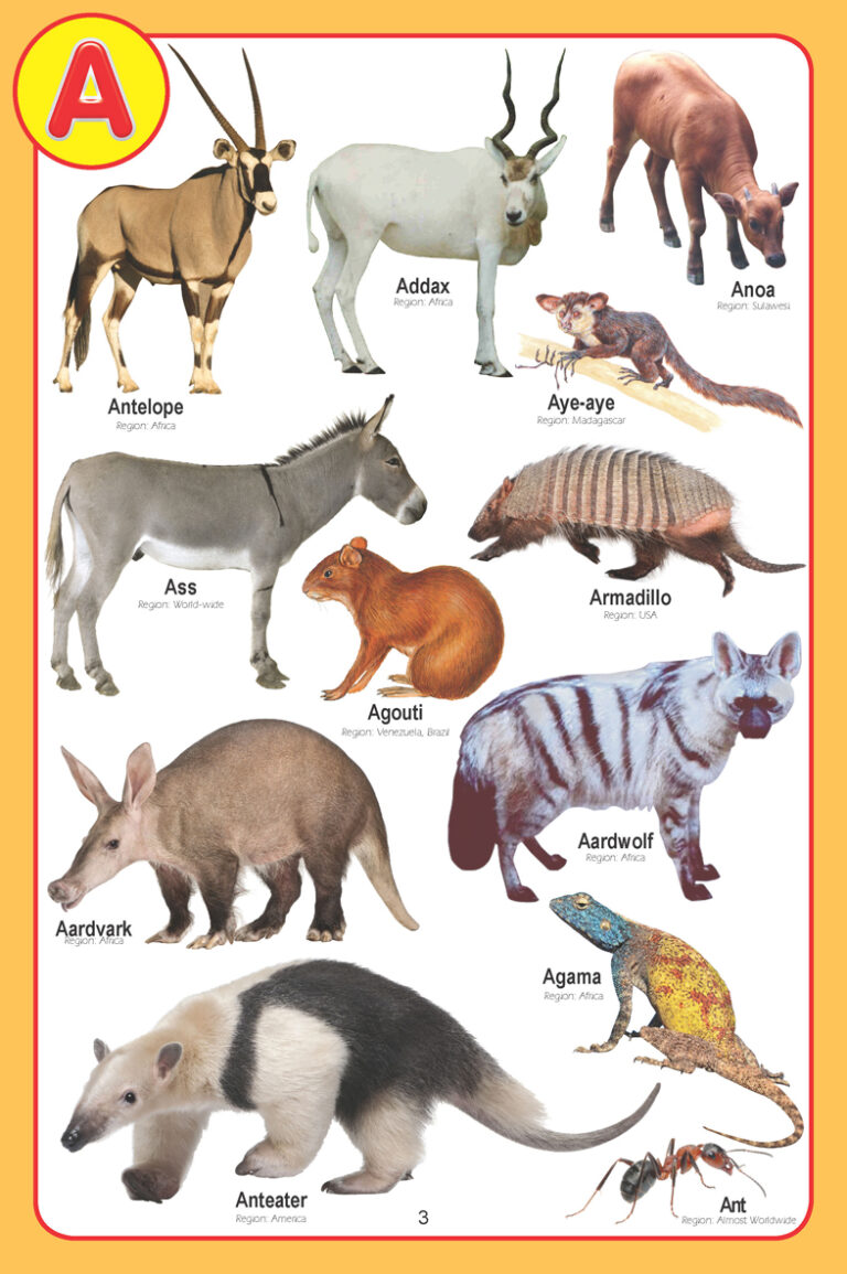 My Jumbo Animal Pictionary