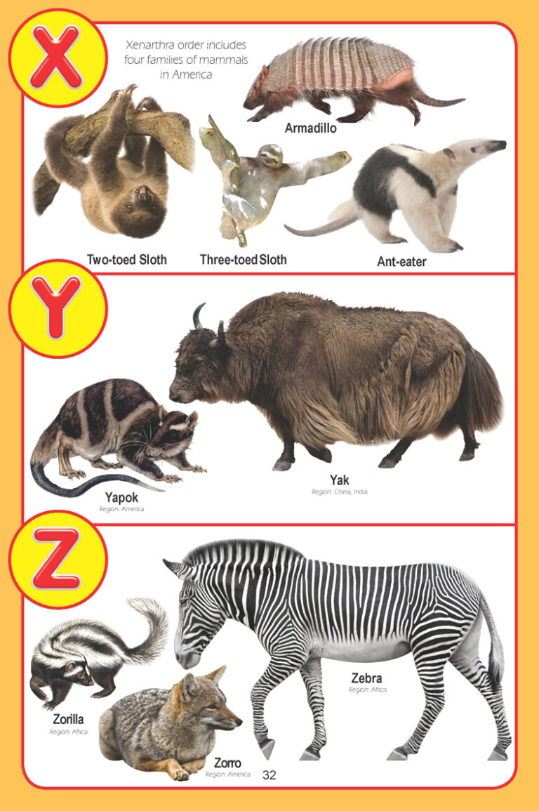 My Jumbo Animal Pictionary