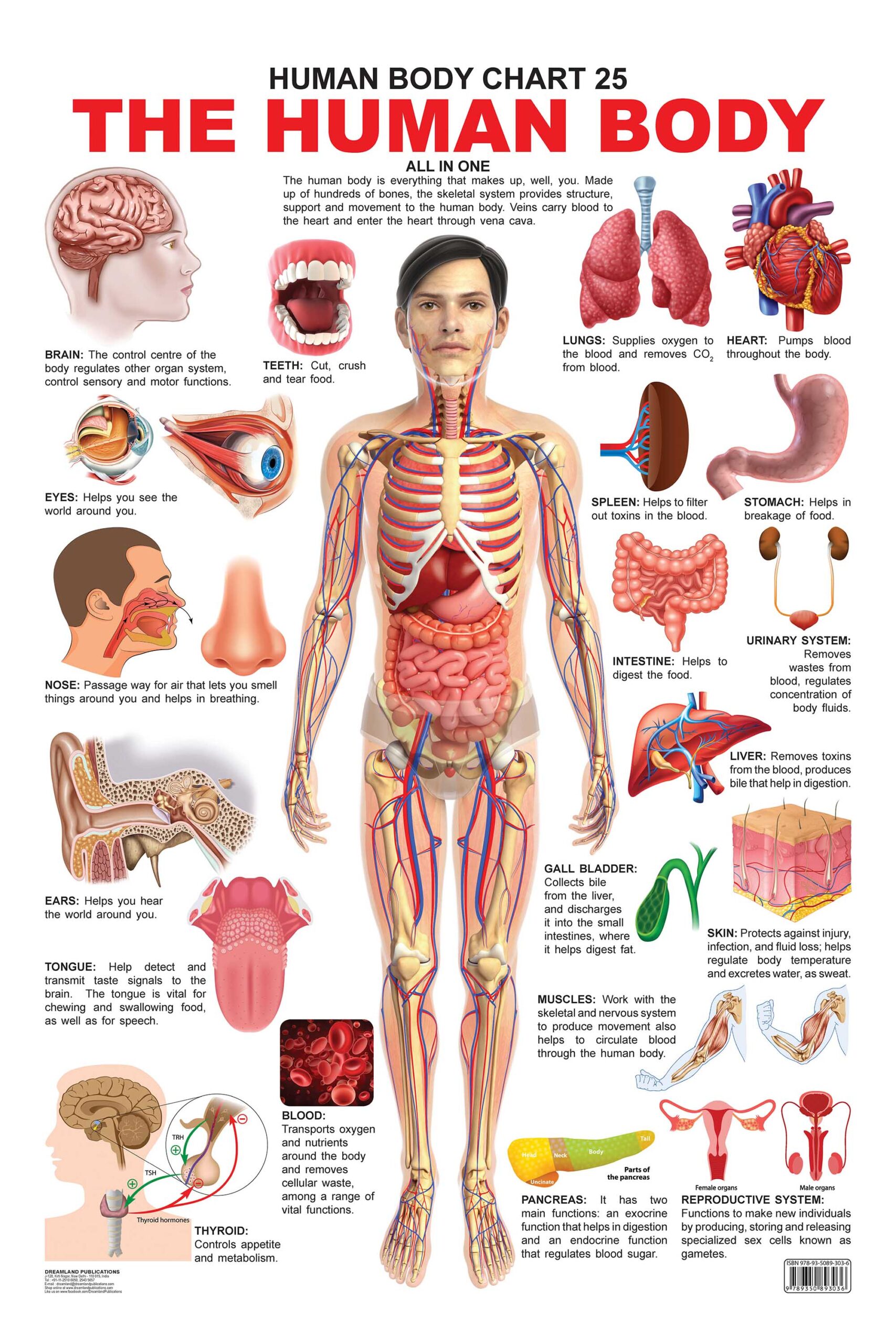 Human Body Systems Diagram How Your Body Systems Are Connected Human Body Systems Diagram How Your Body Systems Are Connected