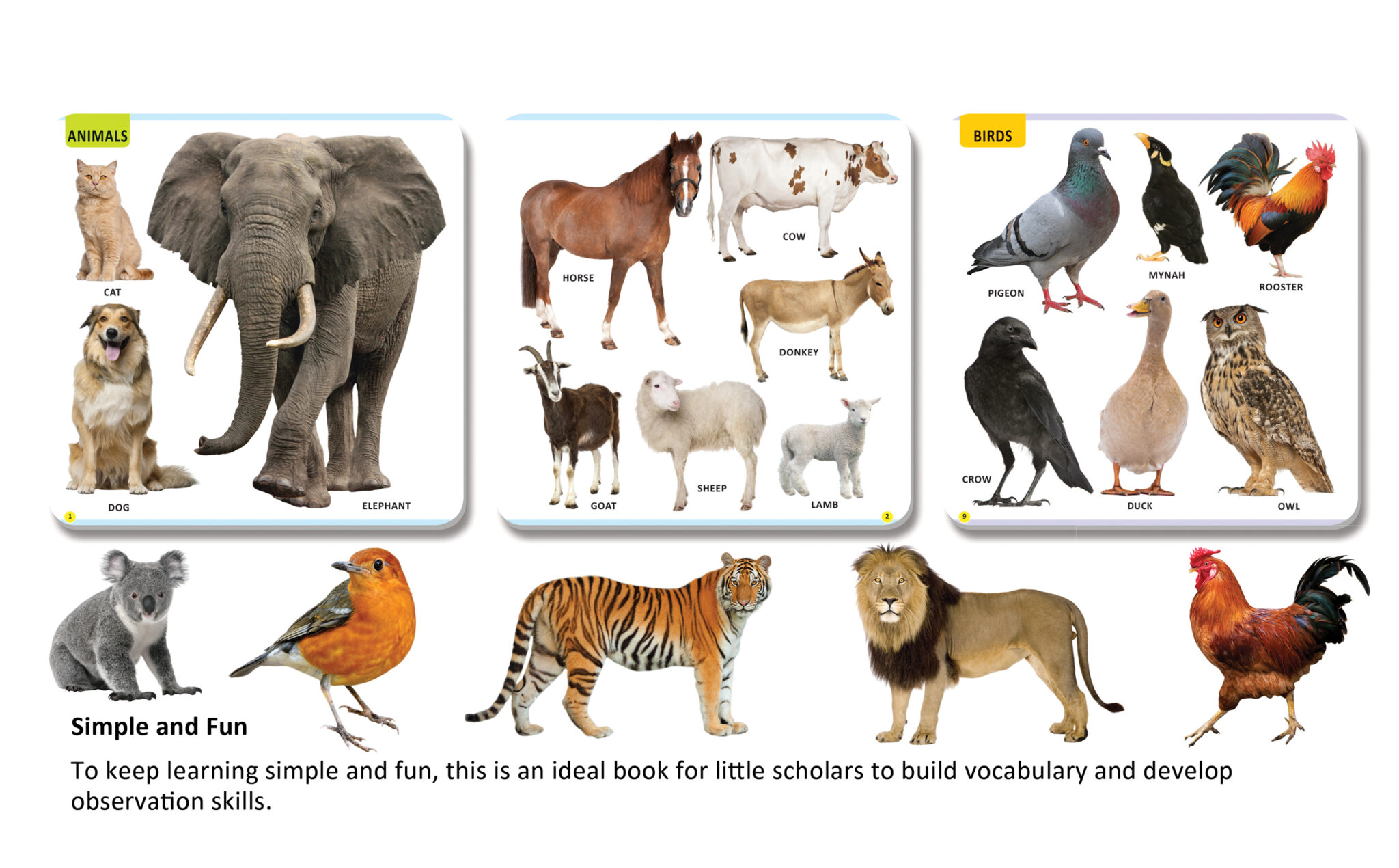Animals and Birds - My First Library