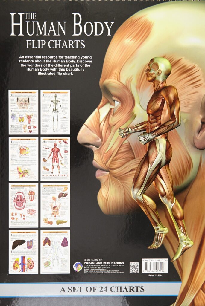 The Human Body Flip Charts