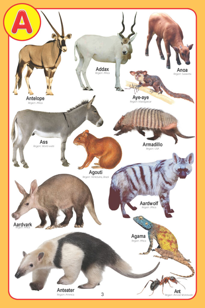 Jumbo Pictionary Books Pack - (6 Titles)